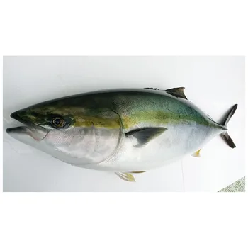 Farmed Yellowtail Fillet Produced In Kagoshima Fishing Wholesale ...