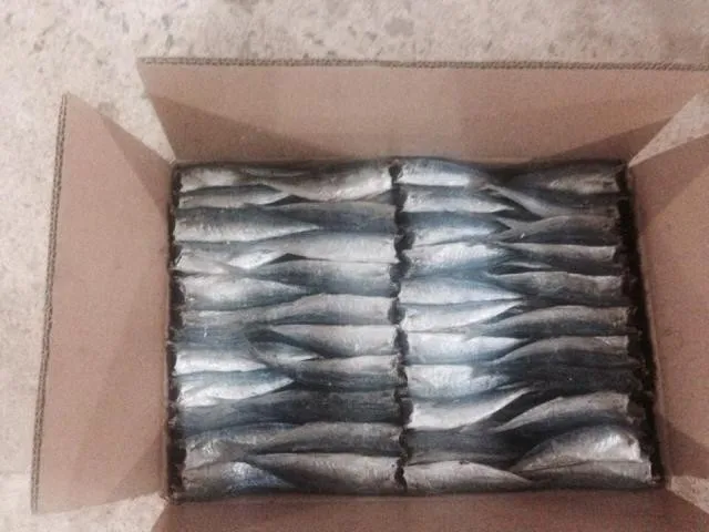 Wholesale Dried Round Scad - Organic Fish Products