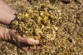 SILAGE CORN STALKS for CATTLE FEED - DEHYDRATED HAY