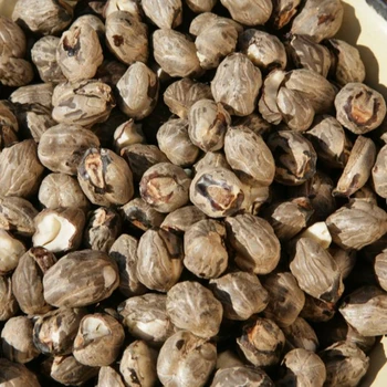 Quality Mongongo Nuts For Sale - Buy Mongongo Nuts For Sale,Mongongo ...