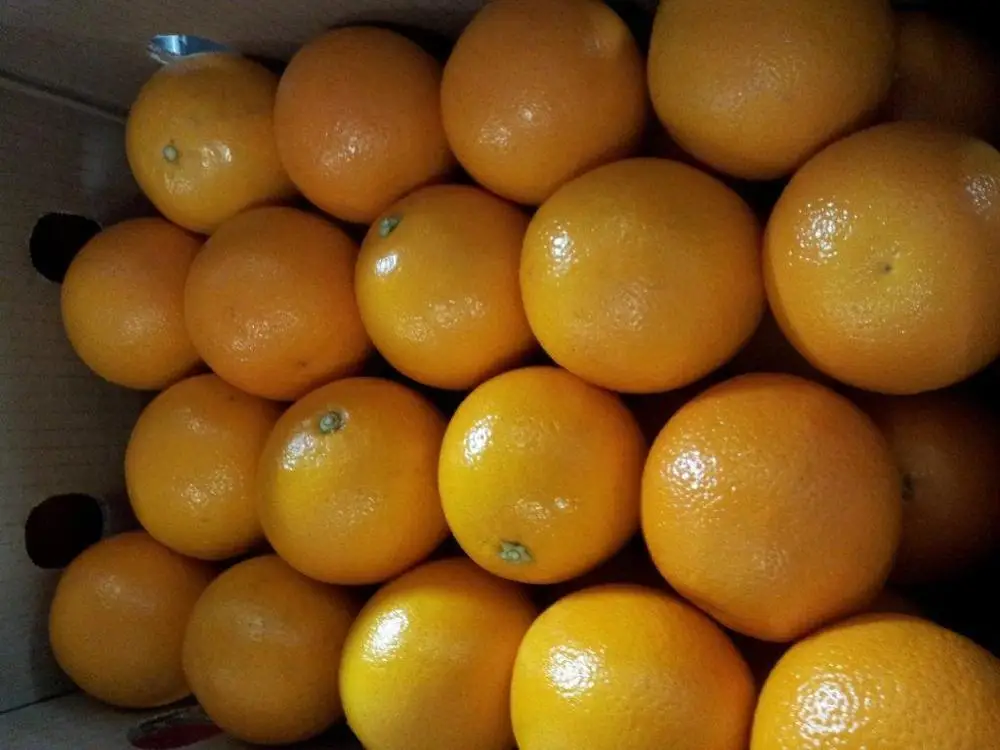 ALTA QUALIDADE MIDKNIGHT DOCE FRESCO VALENCIA LARANJAS PARA ATACADO ...