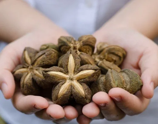 Sacha Inchi Nuts/sacha Inchi Seeds/sacha Inchi Oil - Buy Sacha Inchi ...