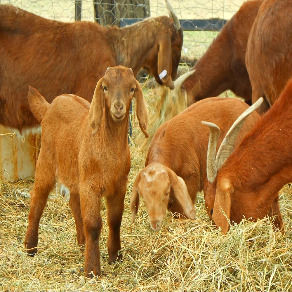 Dairy Saanen Goats Healthy Milking Saanen Goats /pregnant Boar Goats ...