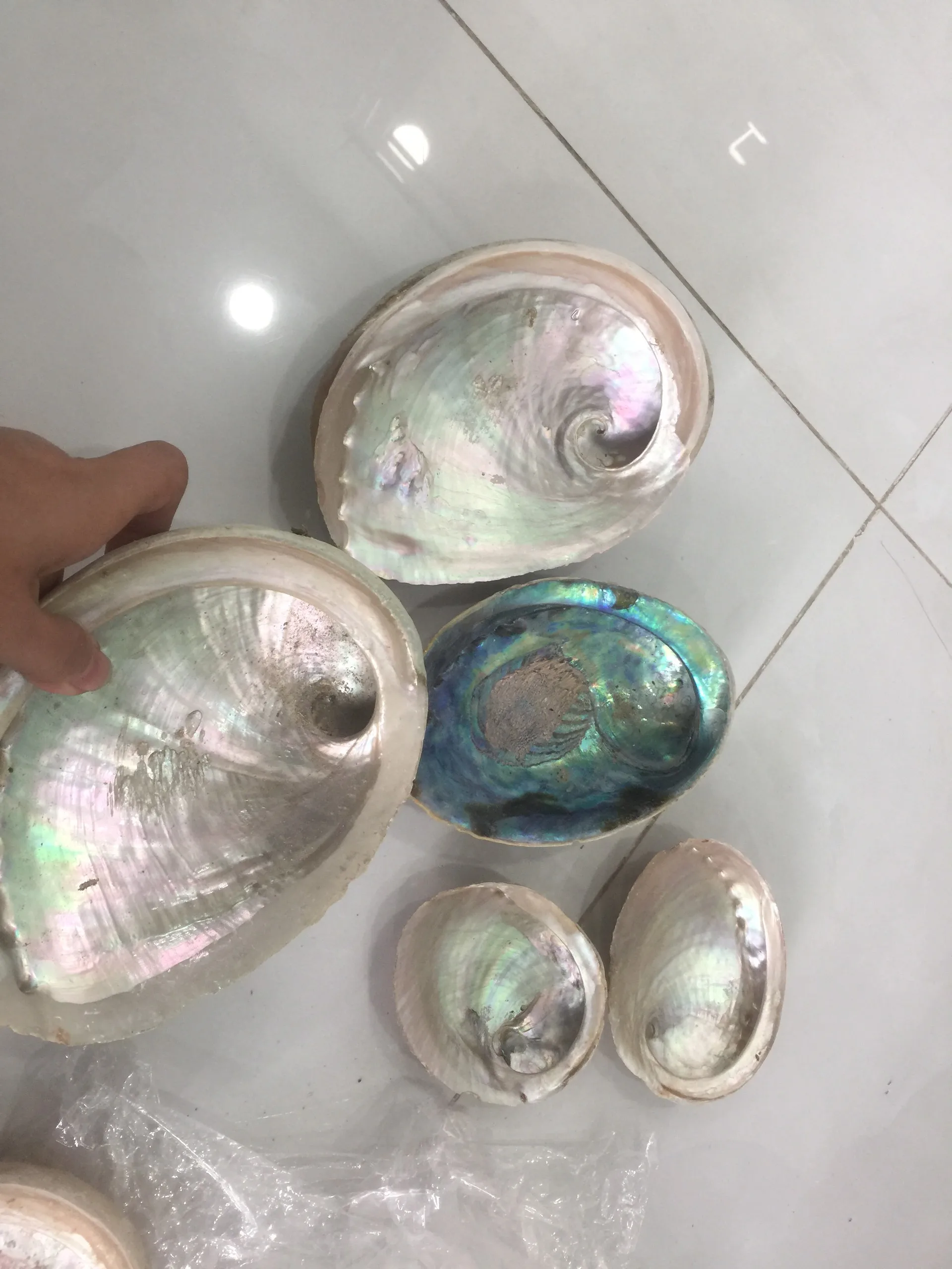 Abalone Sea - Multicolor Abalone Shell Suppliers And Manufacturers ...