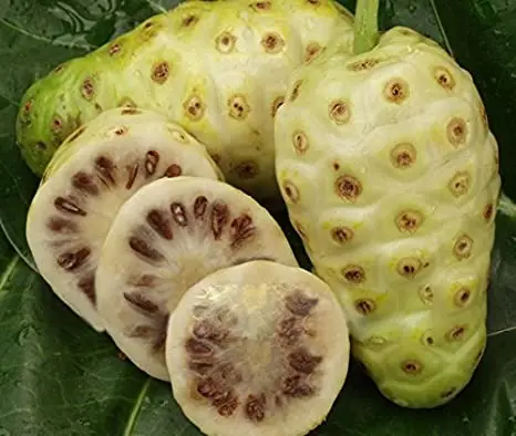DRIED NONI FRUIT/FREEZE DRIED NONI HIGH QUALITY FROM VIETNAM/Mr. Kevin ...