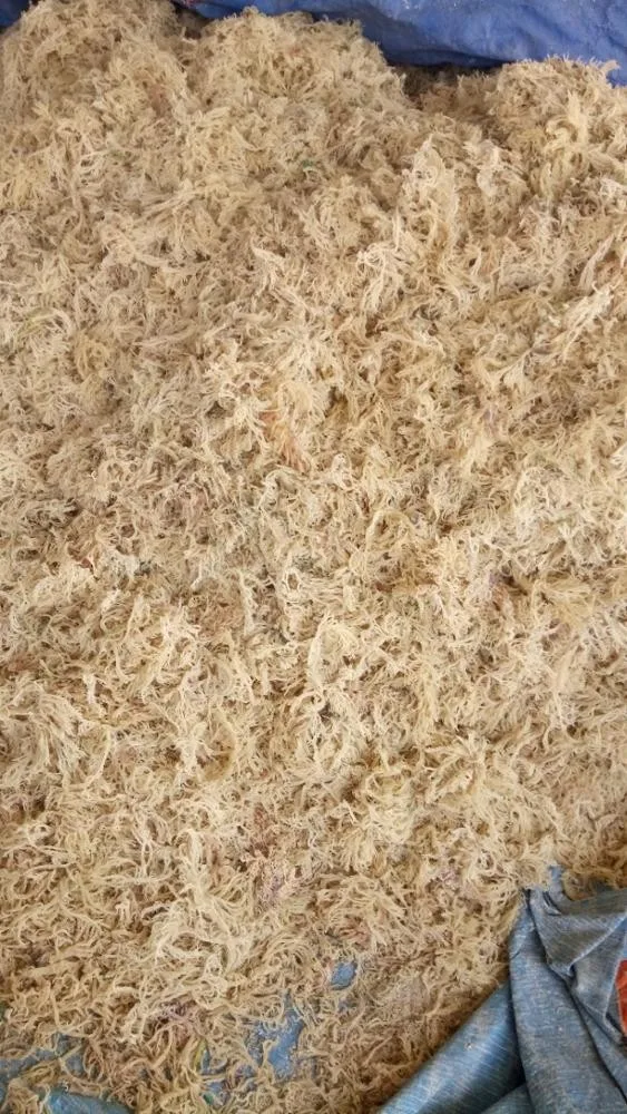 Dried Eucheuma Cottonii Seaweed - Quality & Sustainability