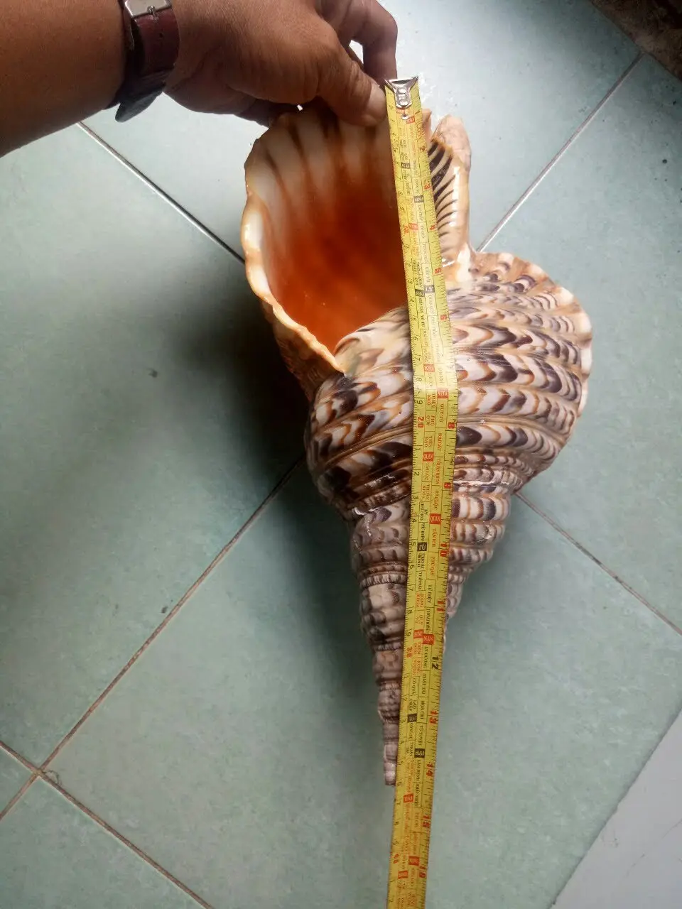 Seashell Trumpet - Natural Decorative Handicraft from Vietnam