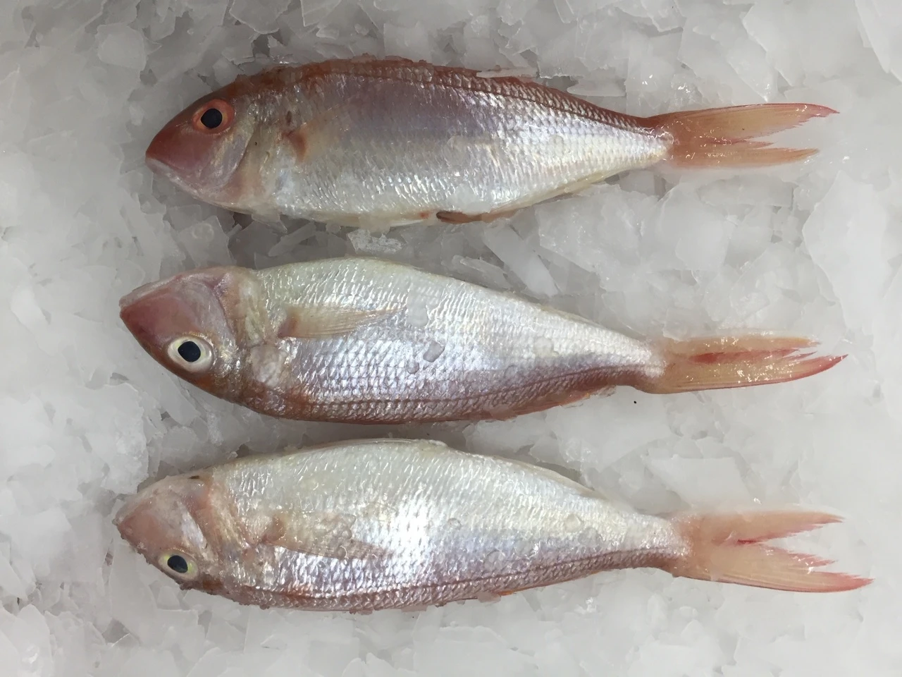 Frozen Frozen Threadfin Bream Fish - Whole Cleaned - Buy Fish,Bream ...