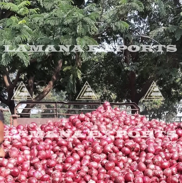 Fresh Red Onion Bellary For Malaysia 25mm To 60mm Premium Quality - Buy ...