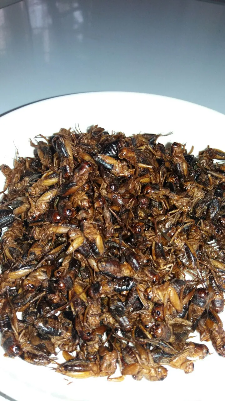 Dried Crickets/natural Whole Crickets| Alibaba.com
