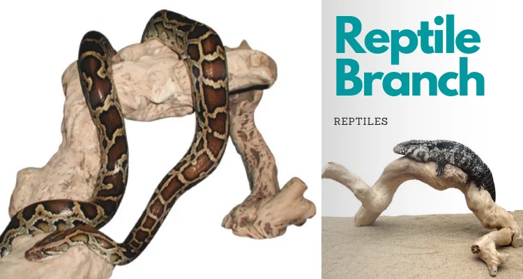 Eco-friendly Reptile Branches from Indonesia for Terrariums