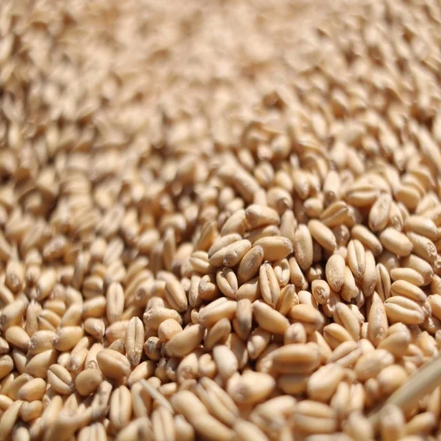 Wheat High Quality Natural Whole Wheat Grain Dried Style Wheat For Soft ...