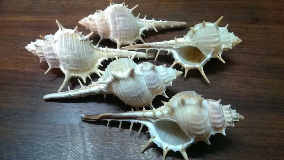 Seashell Trumpet - Natural Decorative Handicraft from Vietnam