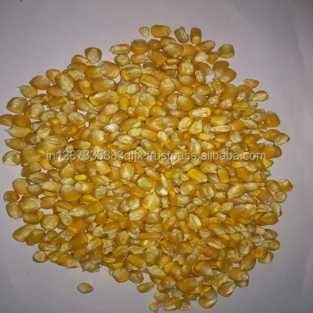 Russian Corn Maize for Animal Feed - High Quality & Nutrition